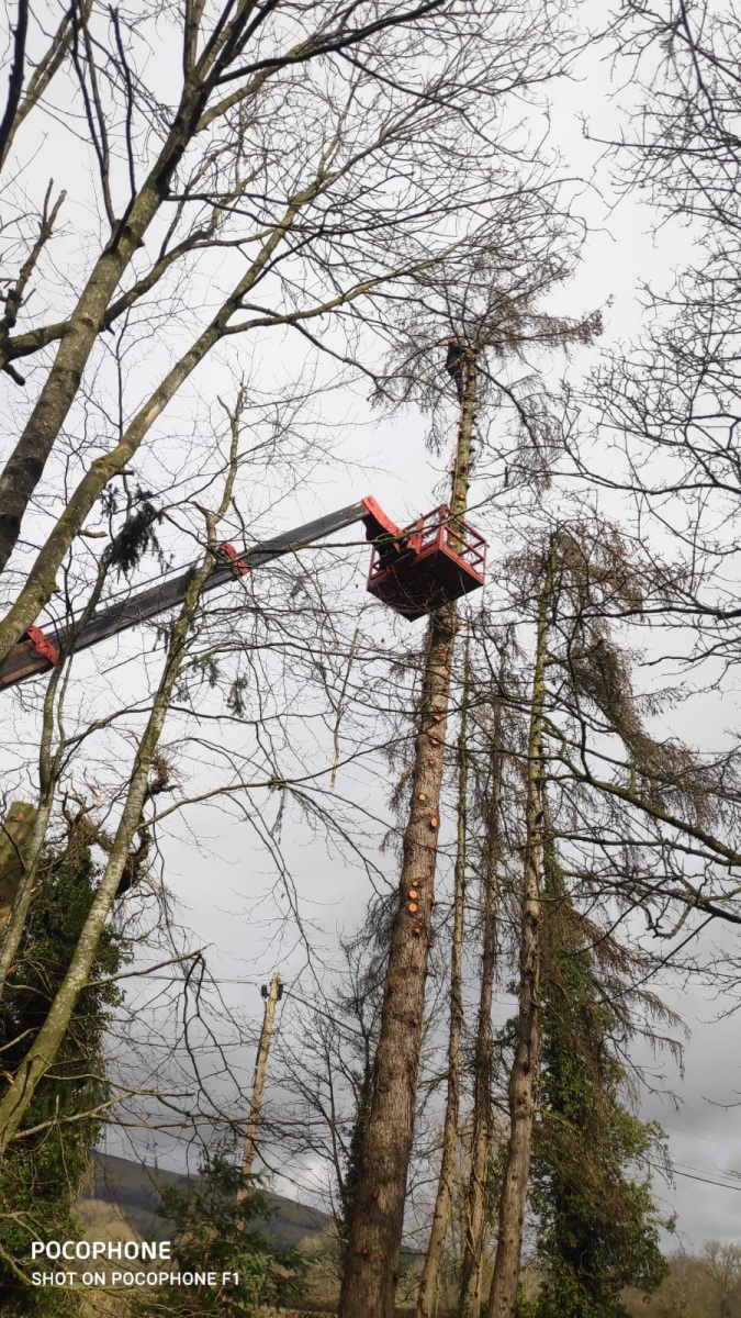 Tree Surgery – D.A. Hughes Forestry