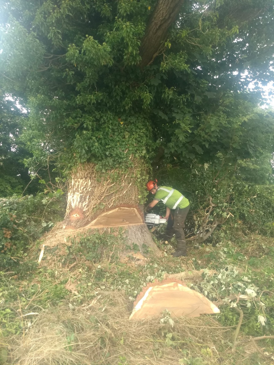 Tree Surgery – D.A. Hughes Forestry